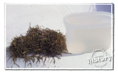 Make your own Thorn Crust Ink for a medieval girdle book